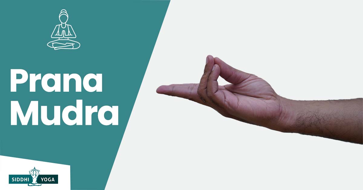 Prana Mudra: significado, beneficios y cómo hacer | Siddhi yoga