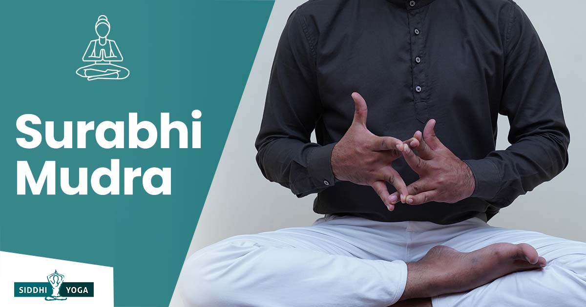 Surabhi Mudra: Meaning, Benefits & How to Do | Siddhi Yoga Surabhi Mudra: Meaning, Benefits & How to Do | Siddhi Yoga