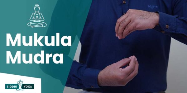 Mukula Mudra: Meaning, Benefits, & How to Do | Siddhi Yoga