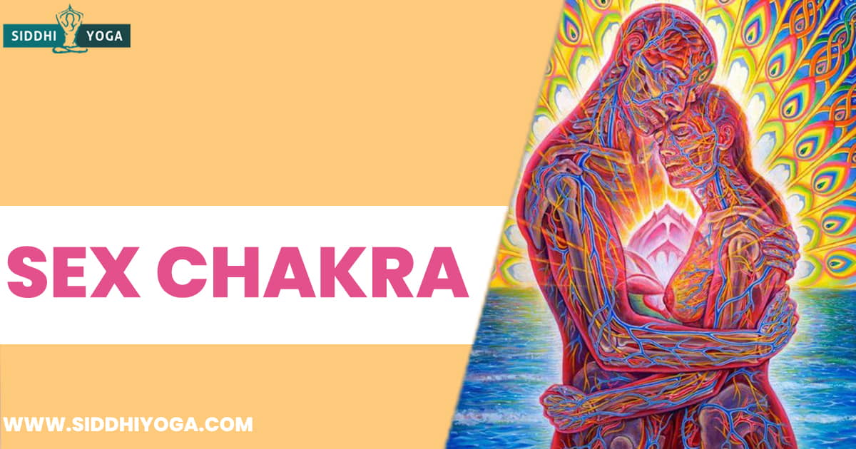 The Sex Chakras Sexual Chakra Meditation Siddhi Yoga