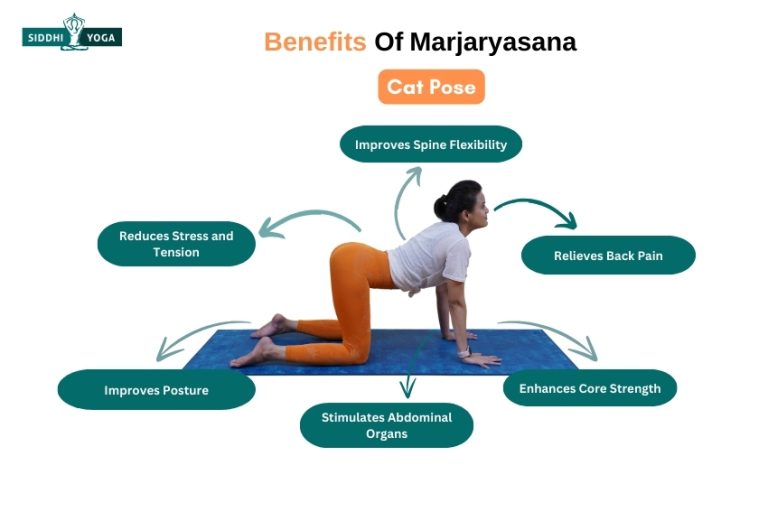 Marjaryasana or Cat Pose: Benefits, How to Do | Siddhi Yoga