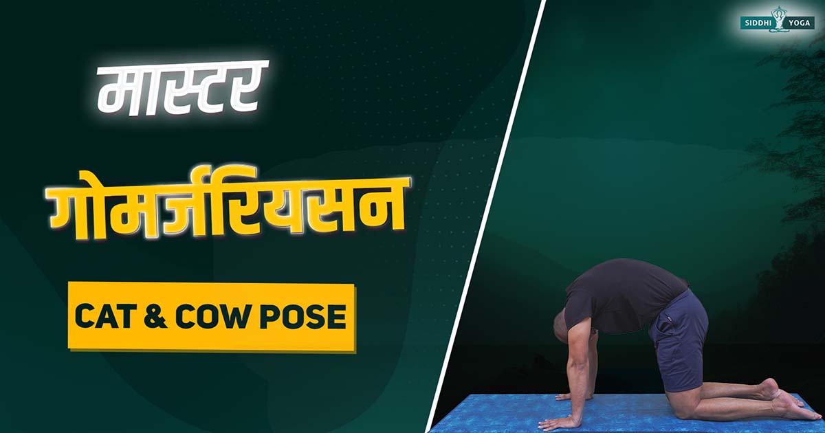 Explore the Benefits Gomarjariyasana | Siddhi Yoga