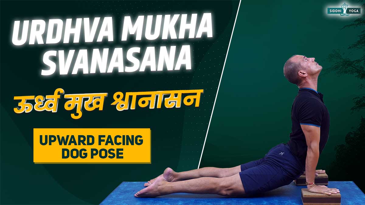 Urdhva Mukha Svanasana Upward Facing Dog Siddhi Yoga