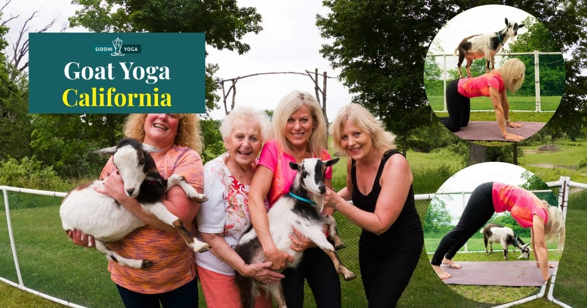 Goat Yoga California | Siddhi Yoga